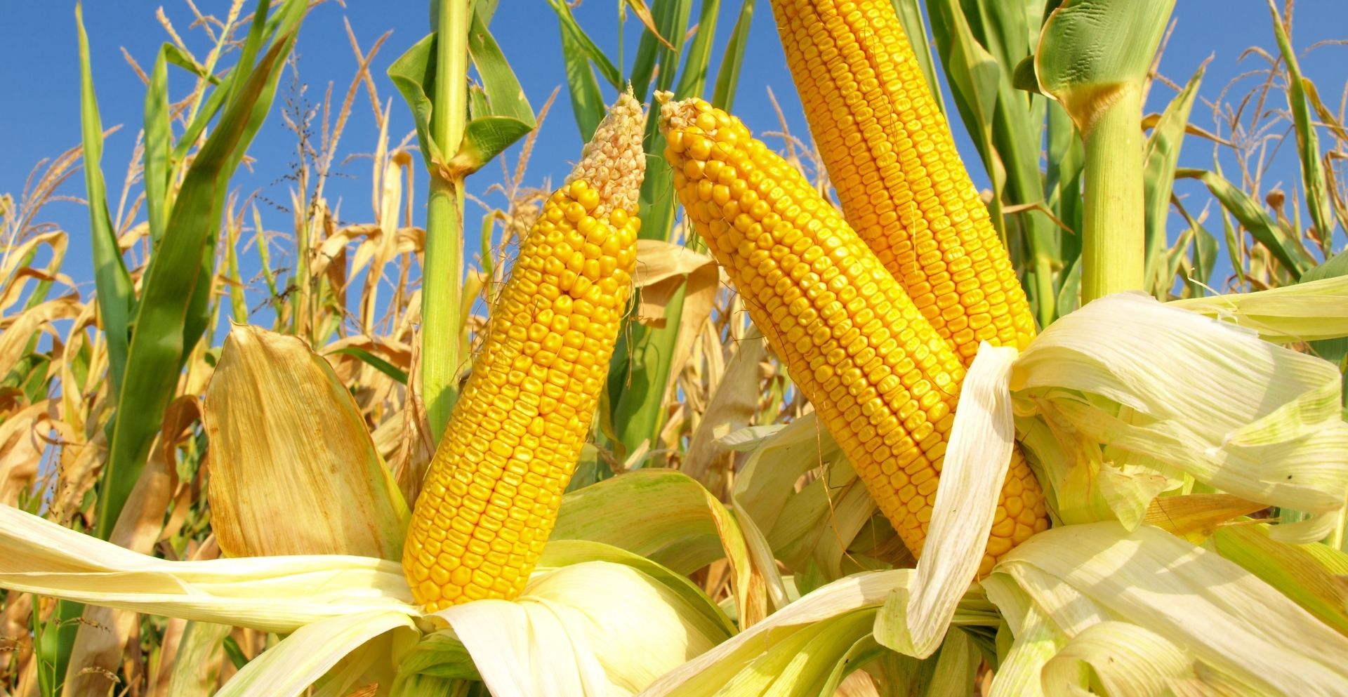 4 Facts About Resistant Starch - ADVAGEN Prebio | bowel regularity ...